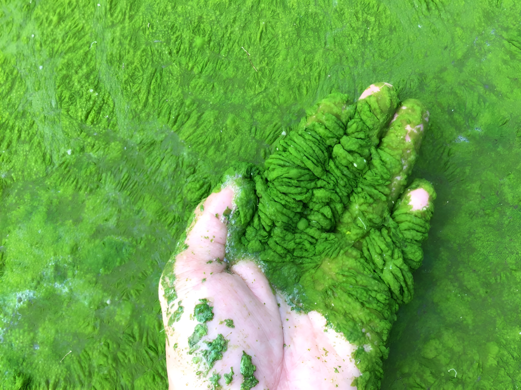 Effective Ammonia Removal from Wastewater | Levapor