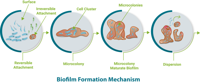 MBBR & IFAS attached growth process